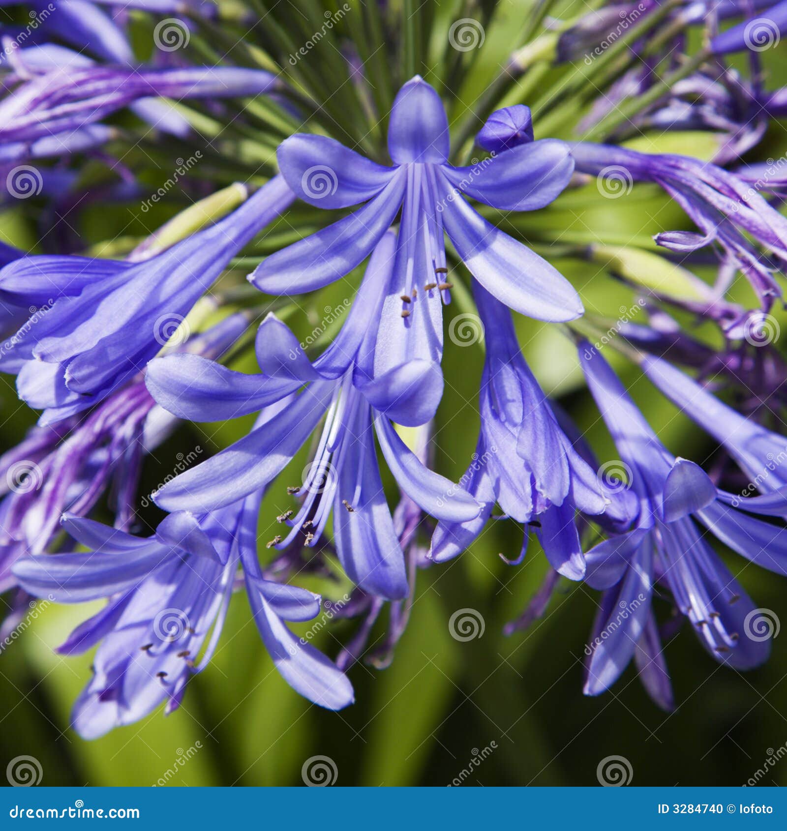 Lily of the Nile flower. stock photo. Image of photograph - 3284740