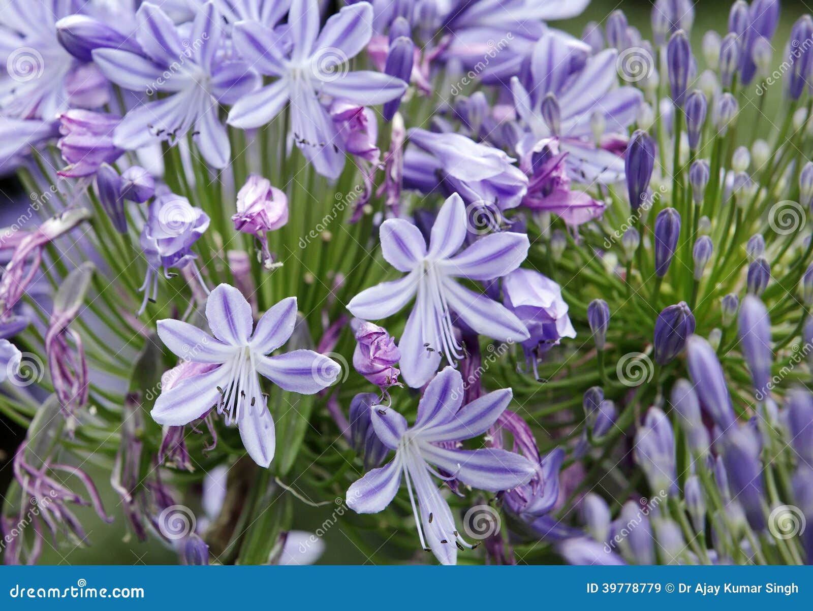Lily of the Nile Flower, Kenya Stock Image - Image of harvest, flower ...
