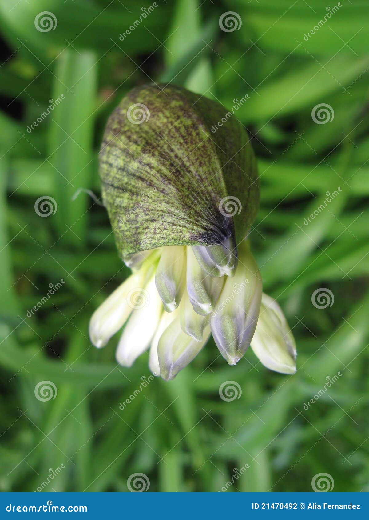 Lily of the Nile Flowers Emerging from Bud Stock Photo - Image of blue ...