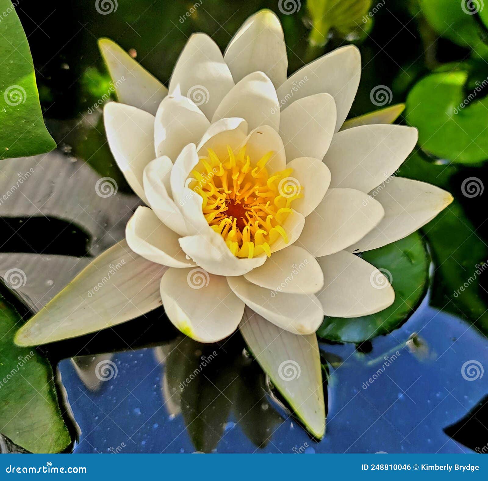Lily Opened for the First Time Stock Photo - Image of petal, nature ...