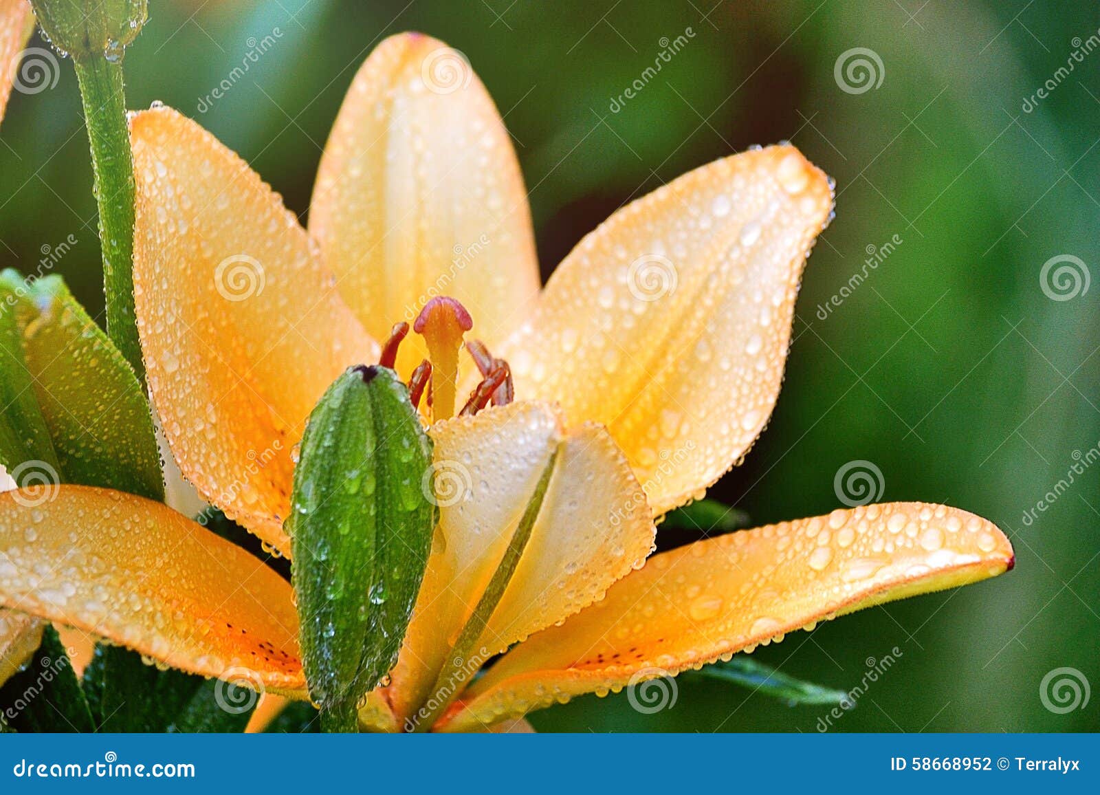 Lily stock photo. Image of orange, raindrops, flower - 58668952