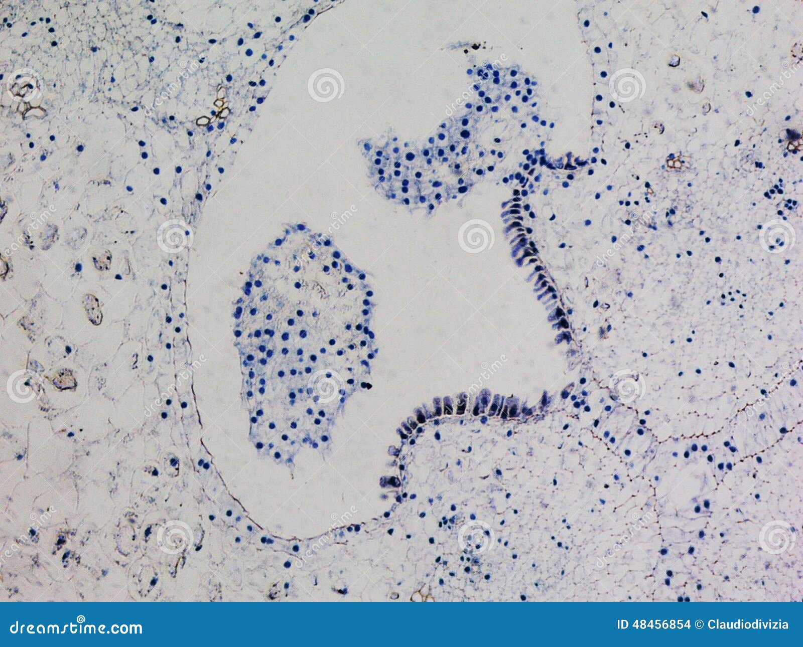 Ovary Section Under The Microscope Royalty-Free Stock Photography ...