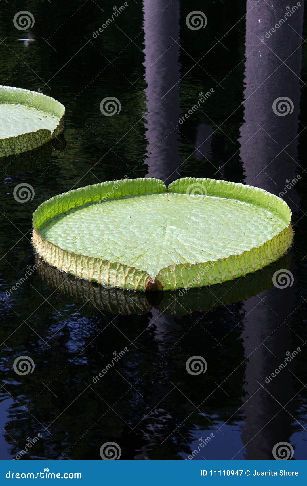 Lily Pad Royalty Free Stock Photography - Image: 11110947