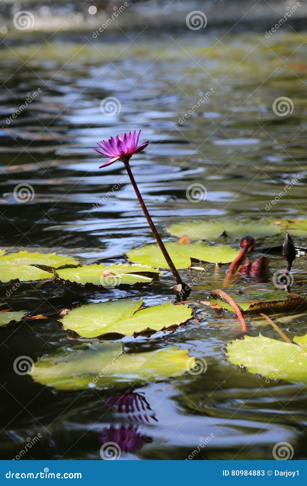Lily pad stock image. Image of california, prettiest - 80984883