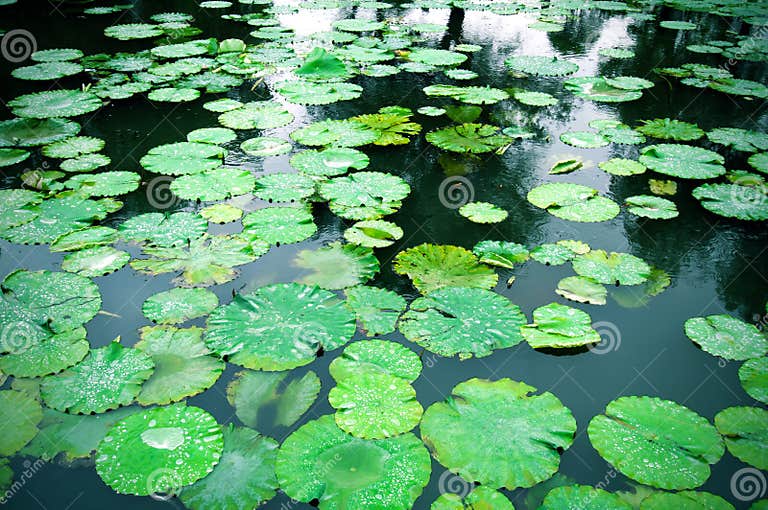 Lily Pad Background stock photo. Image of pads, beauty - 19891062