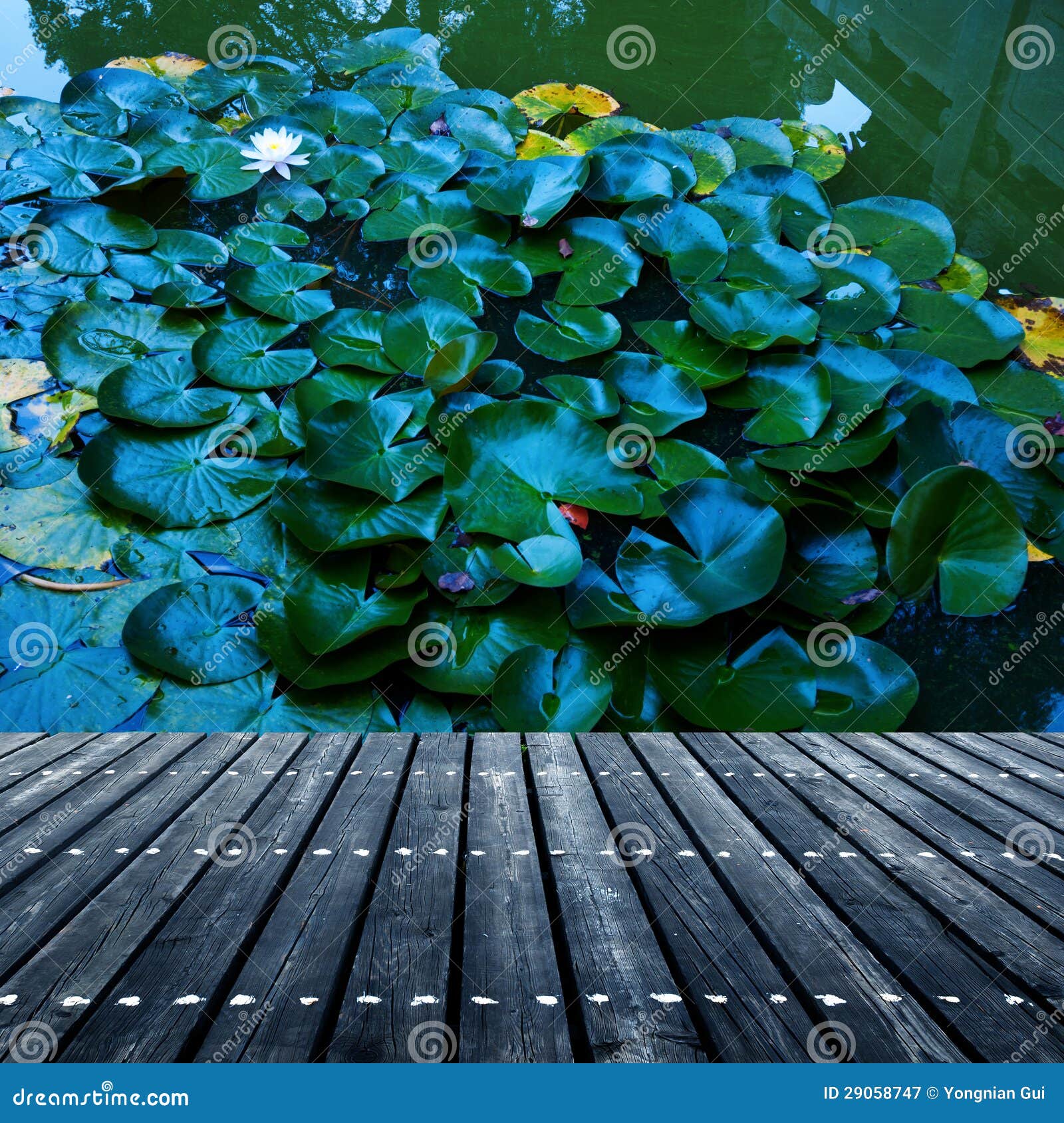 Lily Pad Background stock image. Image of lotus, water - 29058747