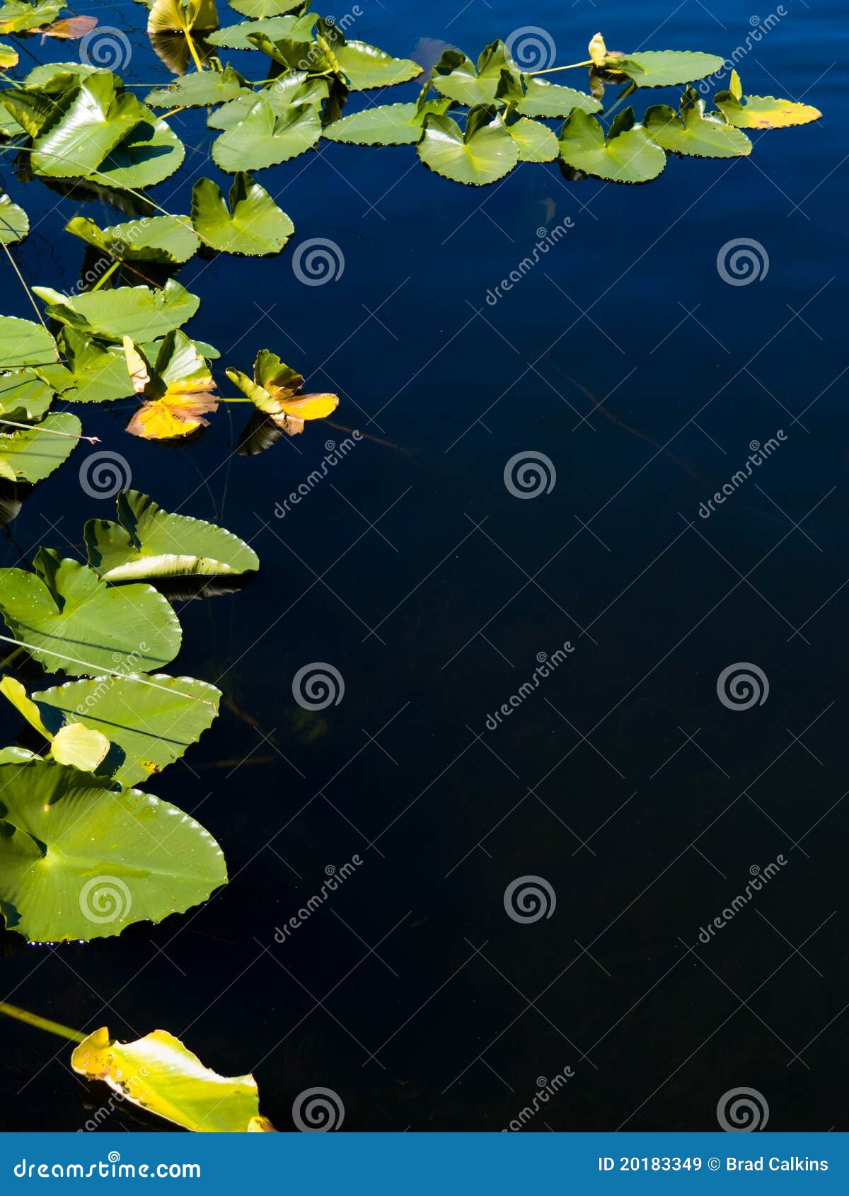 Lily pad border stock image. Image of lily, plant, nature - 20183349