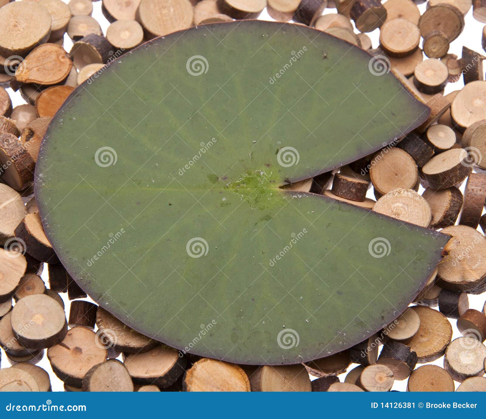 Lily Pad Tree Stumps Stock Photos - Free & Royalty-Free Stock Photos ...