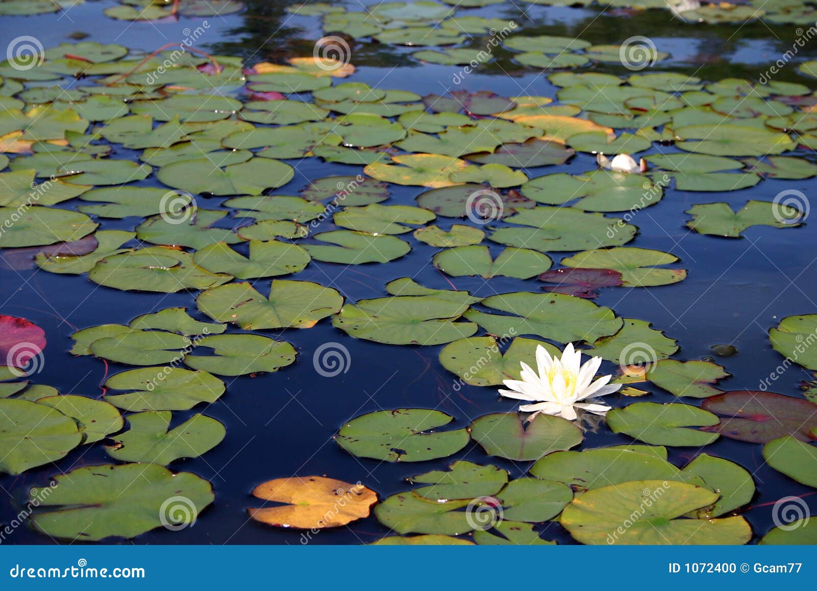 Lily pads stock photo. Image of active, canoeing, nature - 1072400
