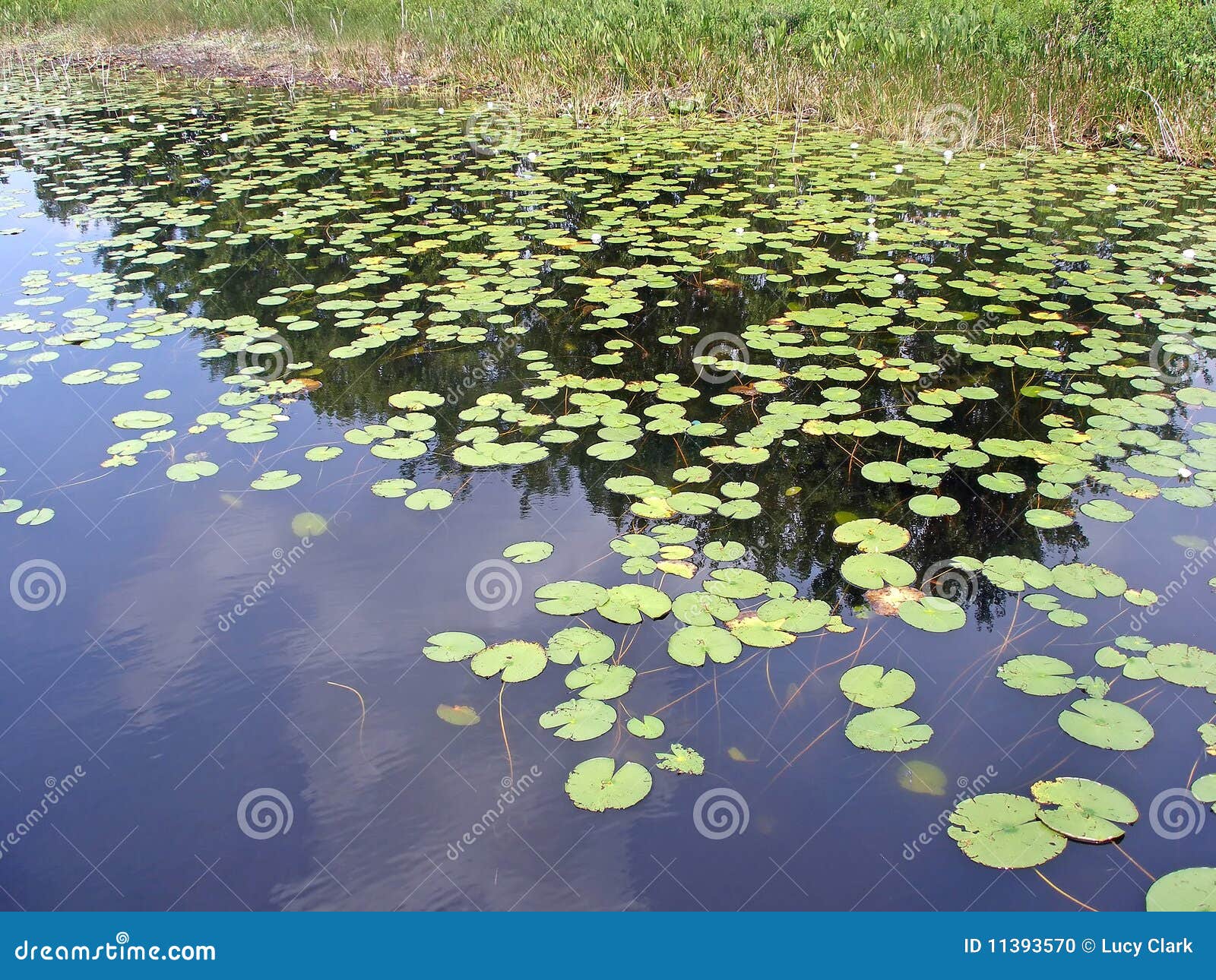 Lily Pads stock photo. Image of swamp, wetland, lake - 11393570