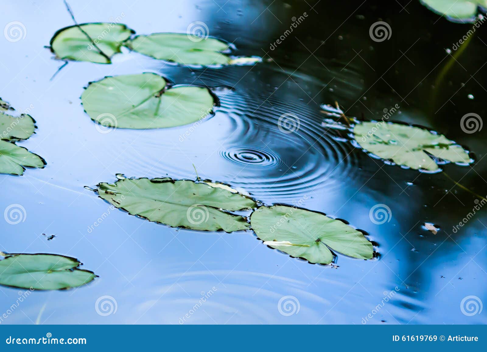 Lily pads stock image. Image of park, falling, leaf, garden - 61619769