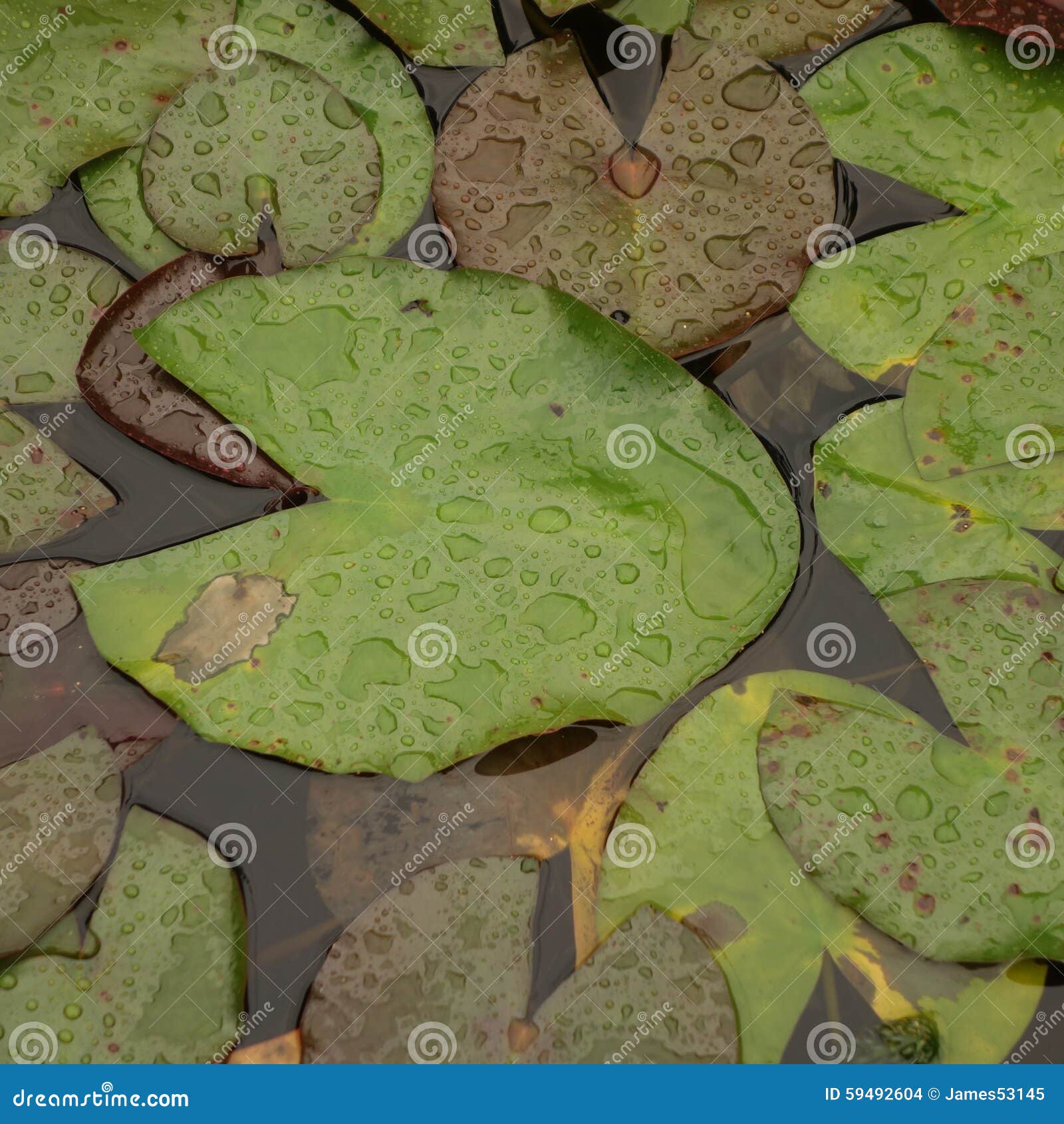 Lily Pads stock photo. Image of peaceful, rain, green - 59492604
