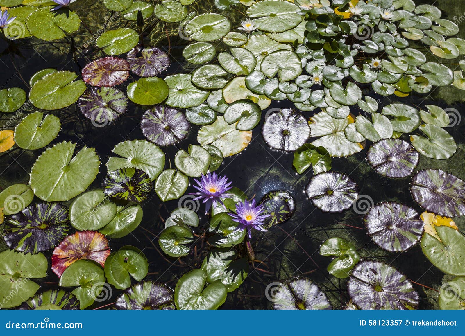 Lily Pads stock image. Image of pond, pool, bloom, blooming - 58123357