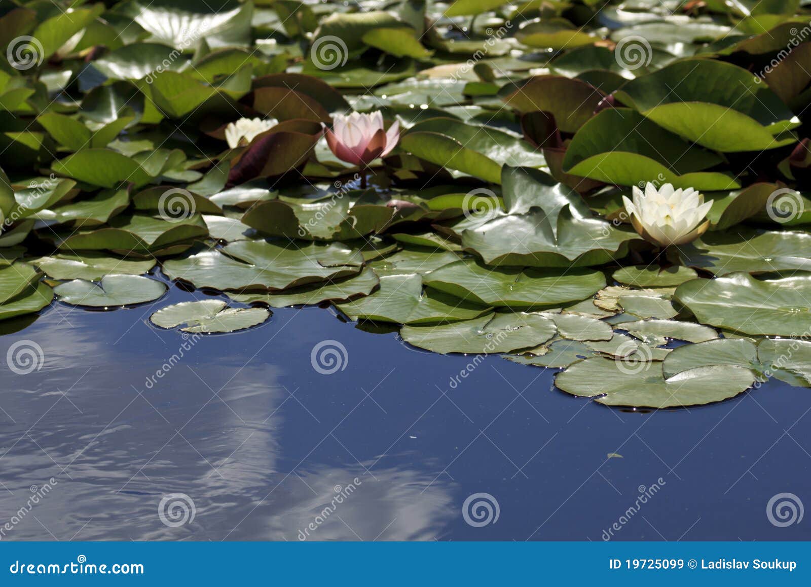 Lily pads in a pond stock image. Image of float, background - 19725099