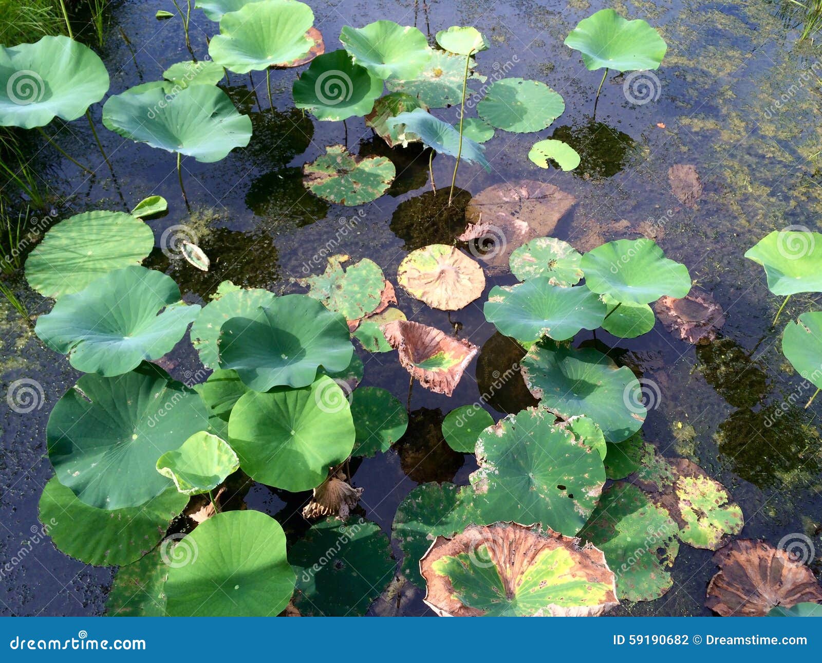 Lily pads stock photo. Image of pond, lily, pads, green - 59190682