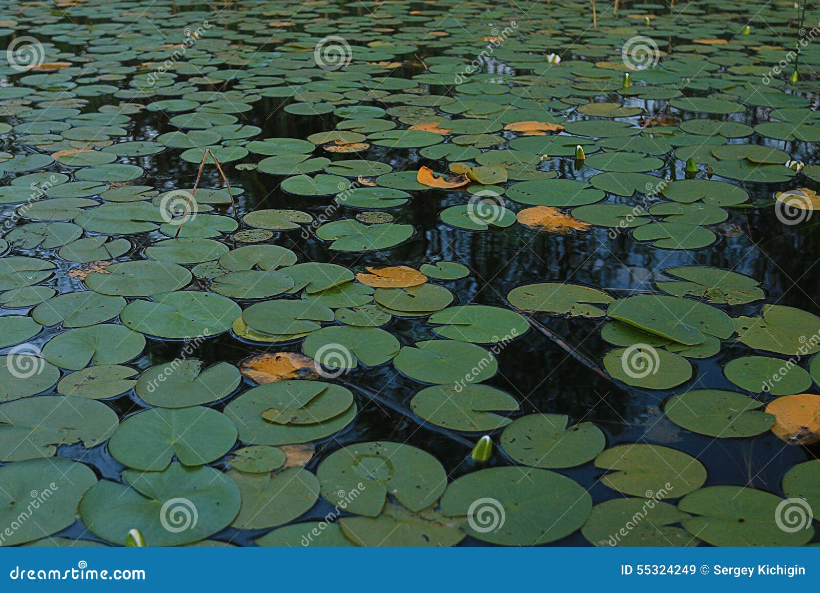 Lily pads at the pond stock image. Image of pretty, lotus - 55324249