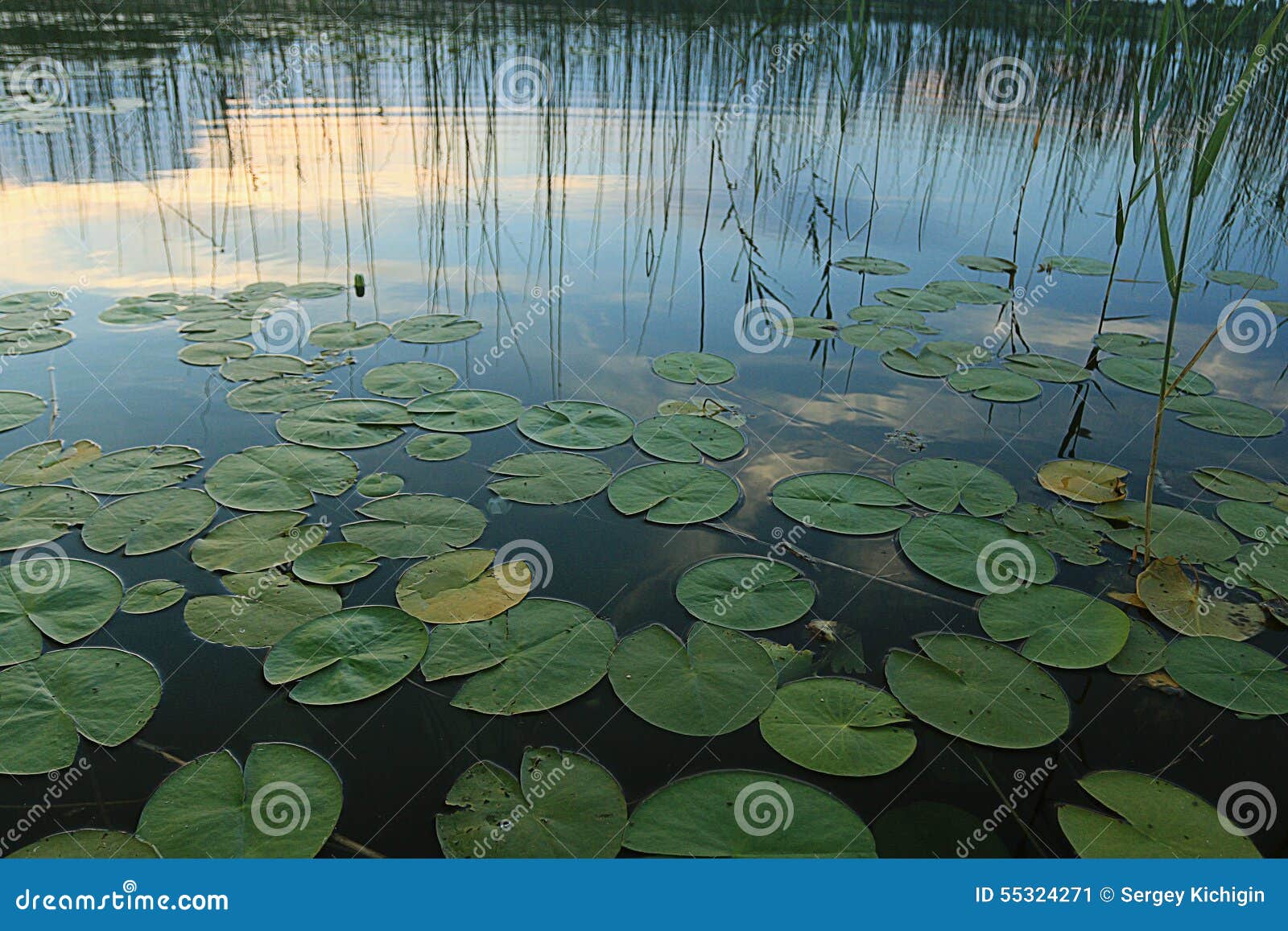 Lily pads at the pond stock image. Image of pretty, natural - 55324271