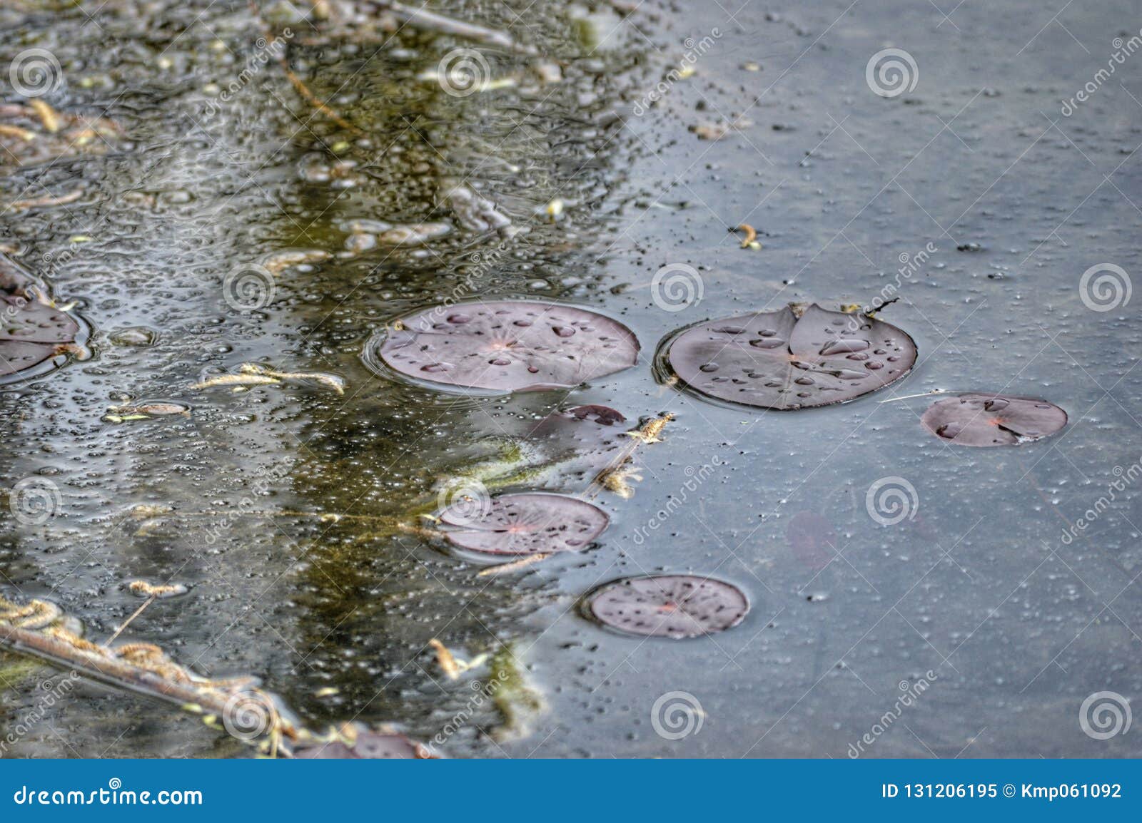 Lily pads stock image. Image of raindrops, water, nature - 131206195