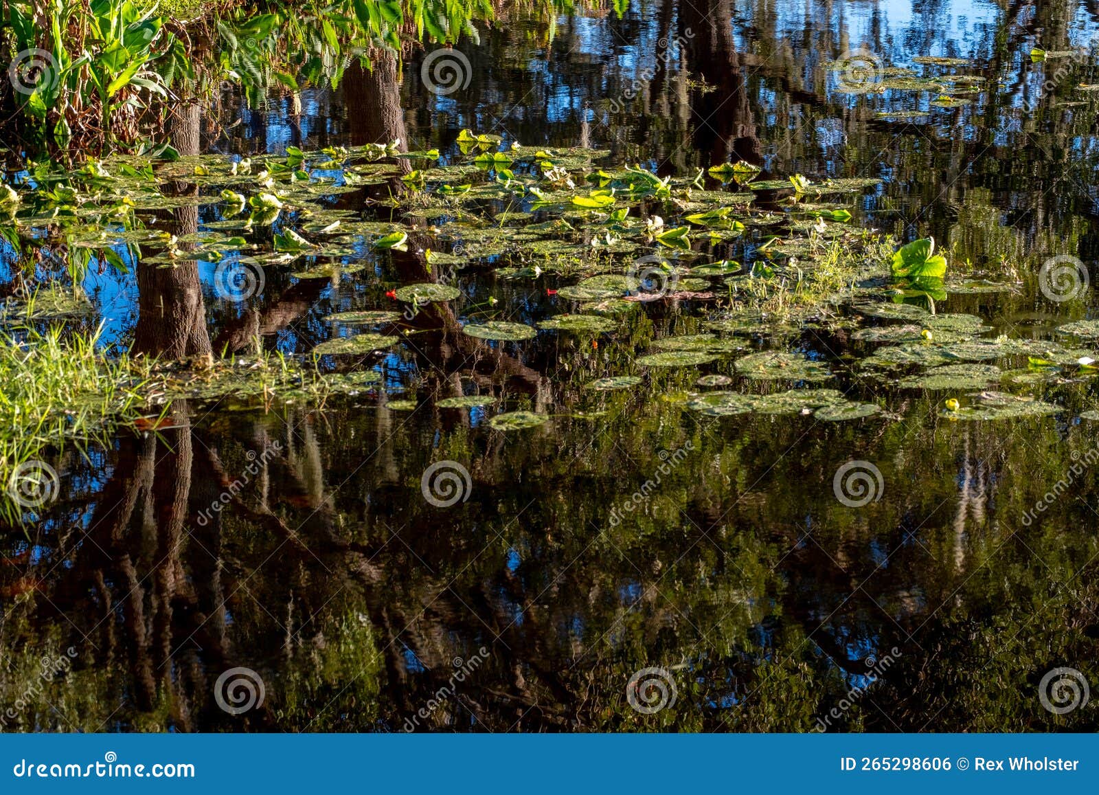 Lily Pads and Reflections in a Lake Stock Photo - Image of florida ...