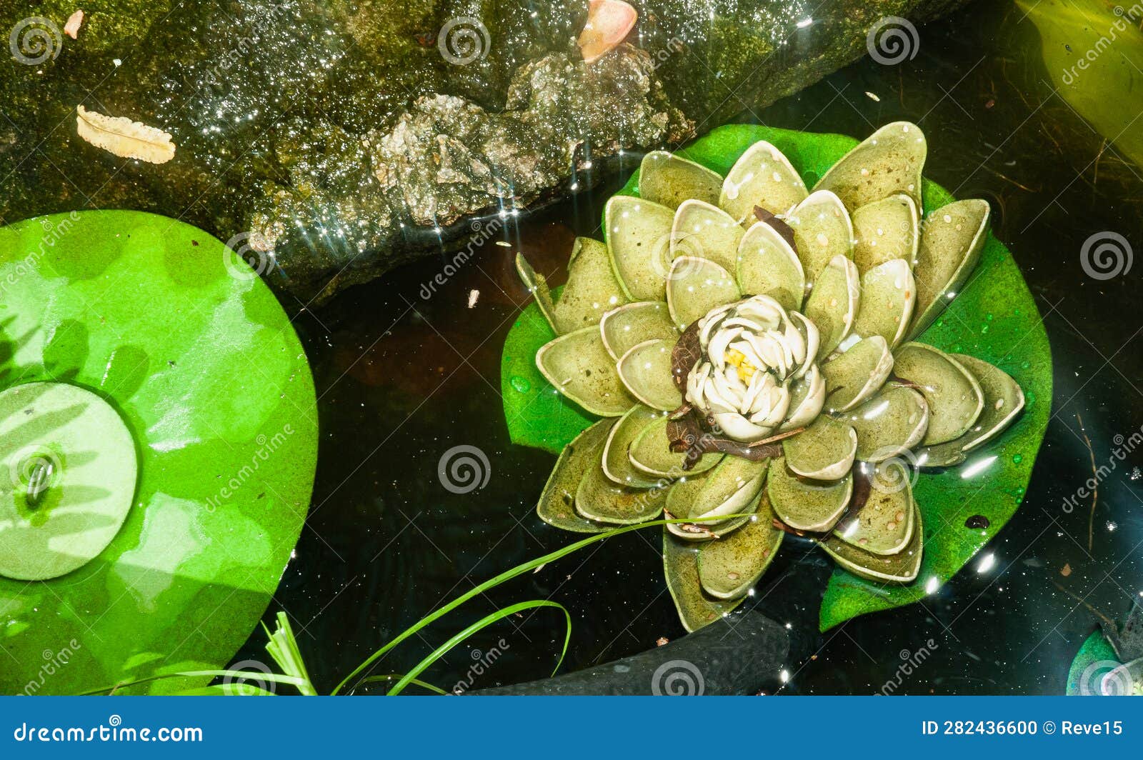 Lily Pads in a Small Rock Pool Stock Photo - Image of rock, pads: 282436600