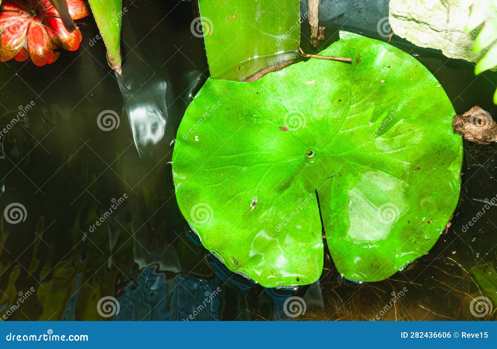 Lily Pads in a Small Rock Pool Stock Photo - Image of close, pool ...
