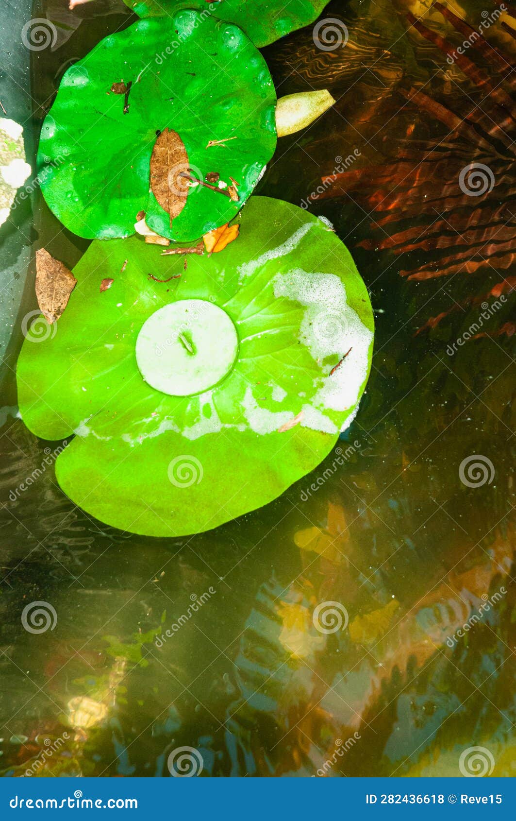 Lily Pads in a Small Rock Pool Stock Photo - Image of view, small ...