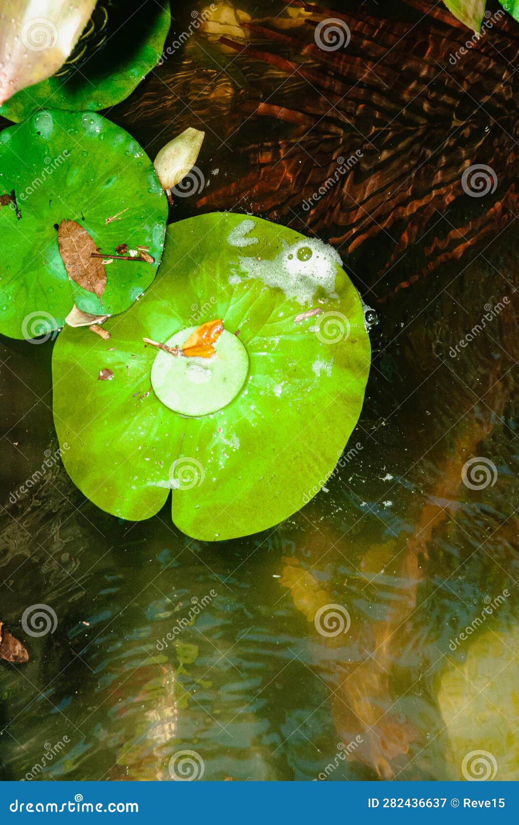 Lily Pads in a Small Rock Pool Stock Image - Image of view, water ...