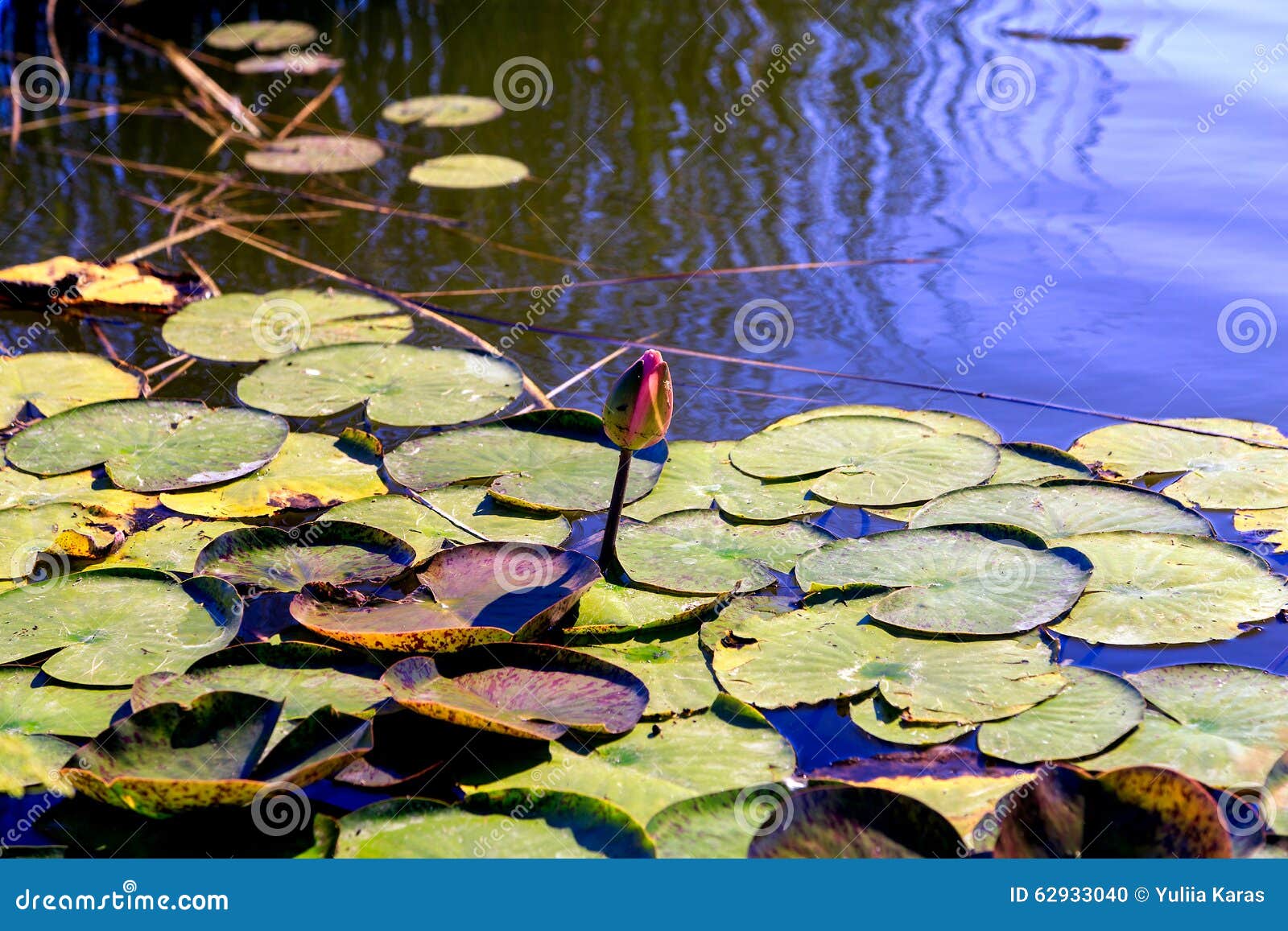 Lily Pads on the Surface of a Pond. Stock Photo - Image of beautiful ...