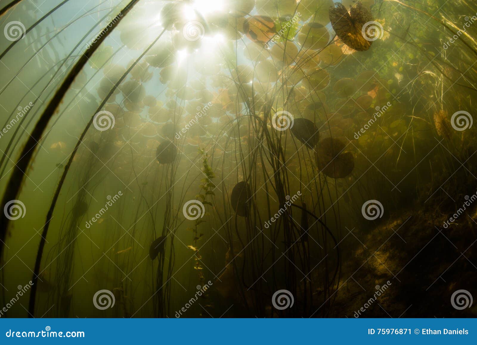 Lily Pads Underwater and Light Stock Image - Image of nature, leaves ...