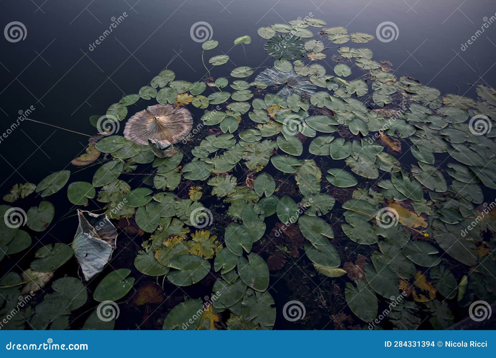 Lily Pads on the Water at Sunset Stock Photo - Image of background ...