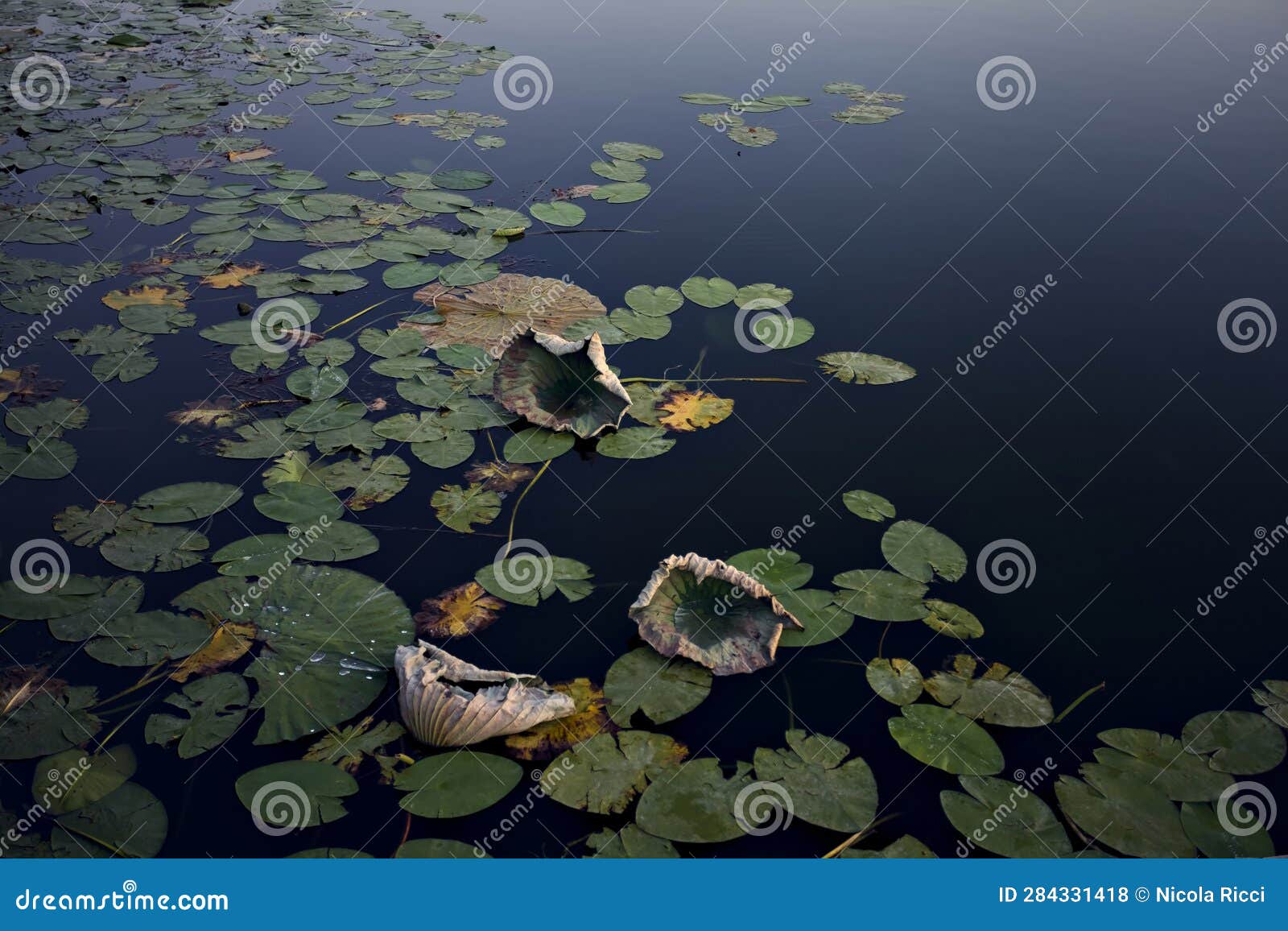 Lily Pads on the Water at Sunset Stock Photo - Image of evening, blue ...