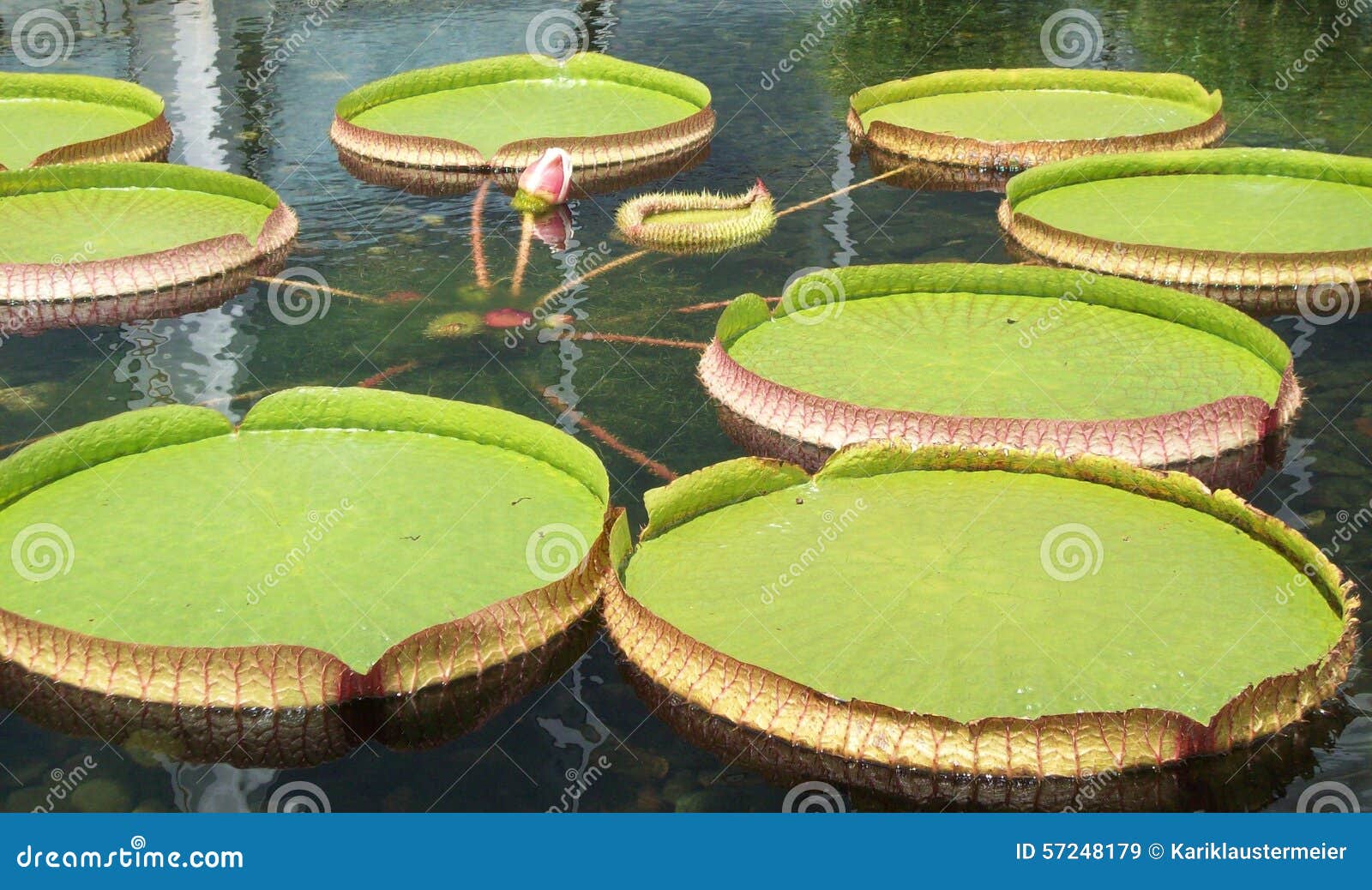 Lily Pads stock image. Image of growing, large, background - 57248179