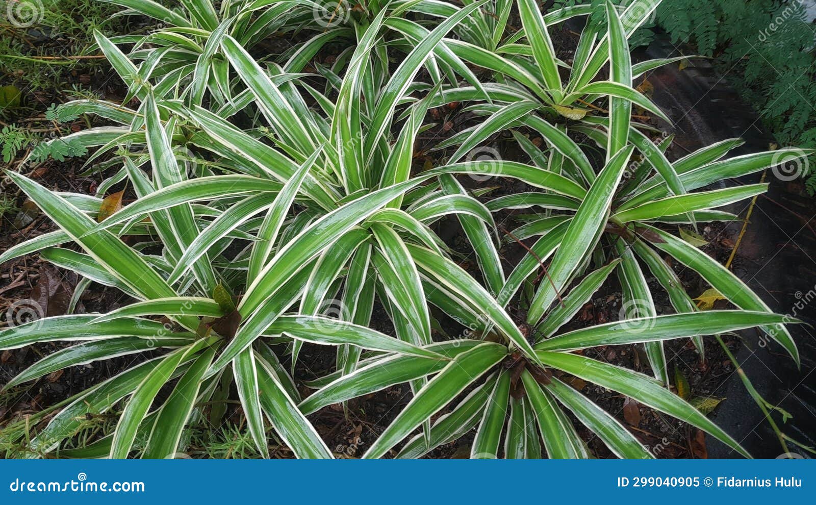 The Lily of Paris Plant is a Powerful Tool for Improving the Air ...