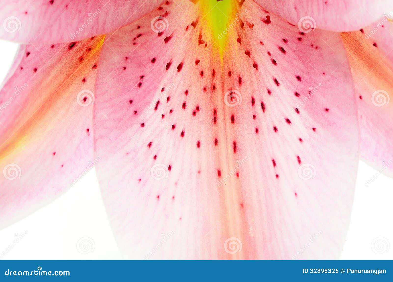 Lily petal abstract stock photo. Image of blossom, beach - 32898326