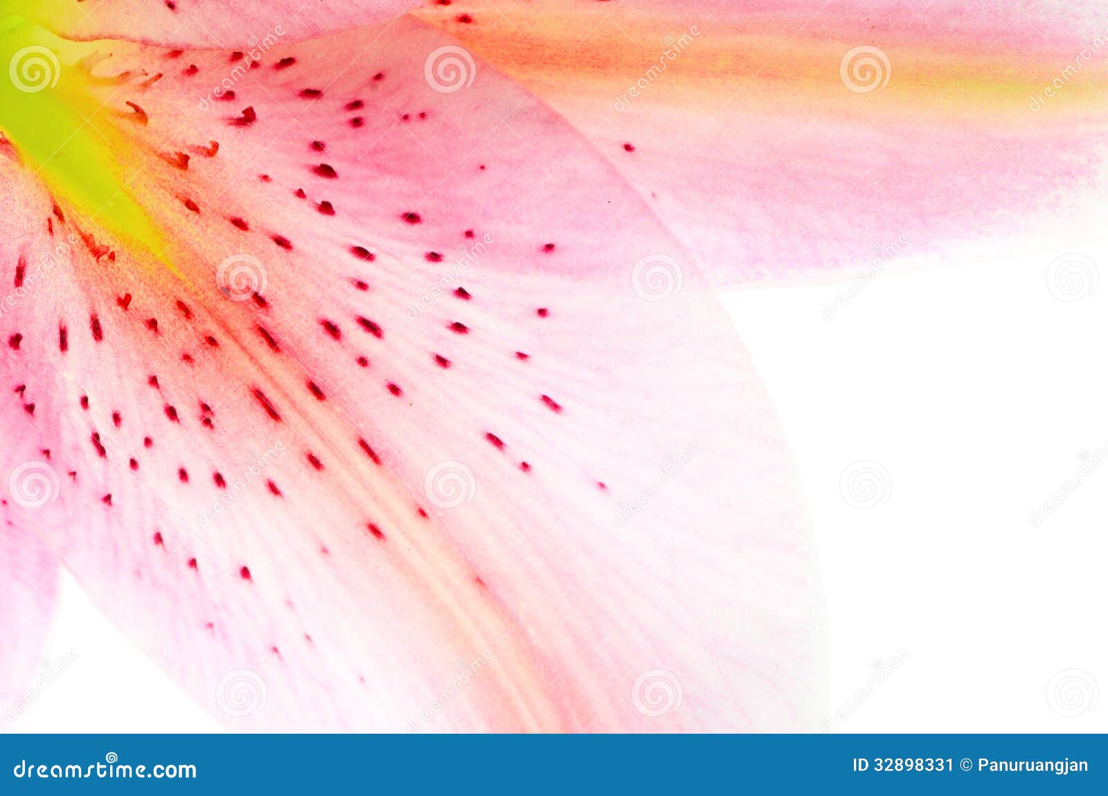 Lily petal abstract stock image. Image of lily, plant - 32898331