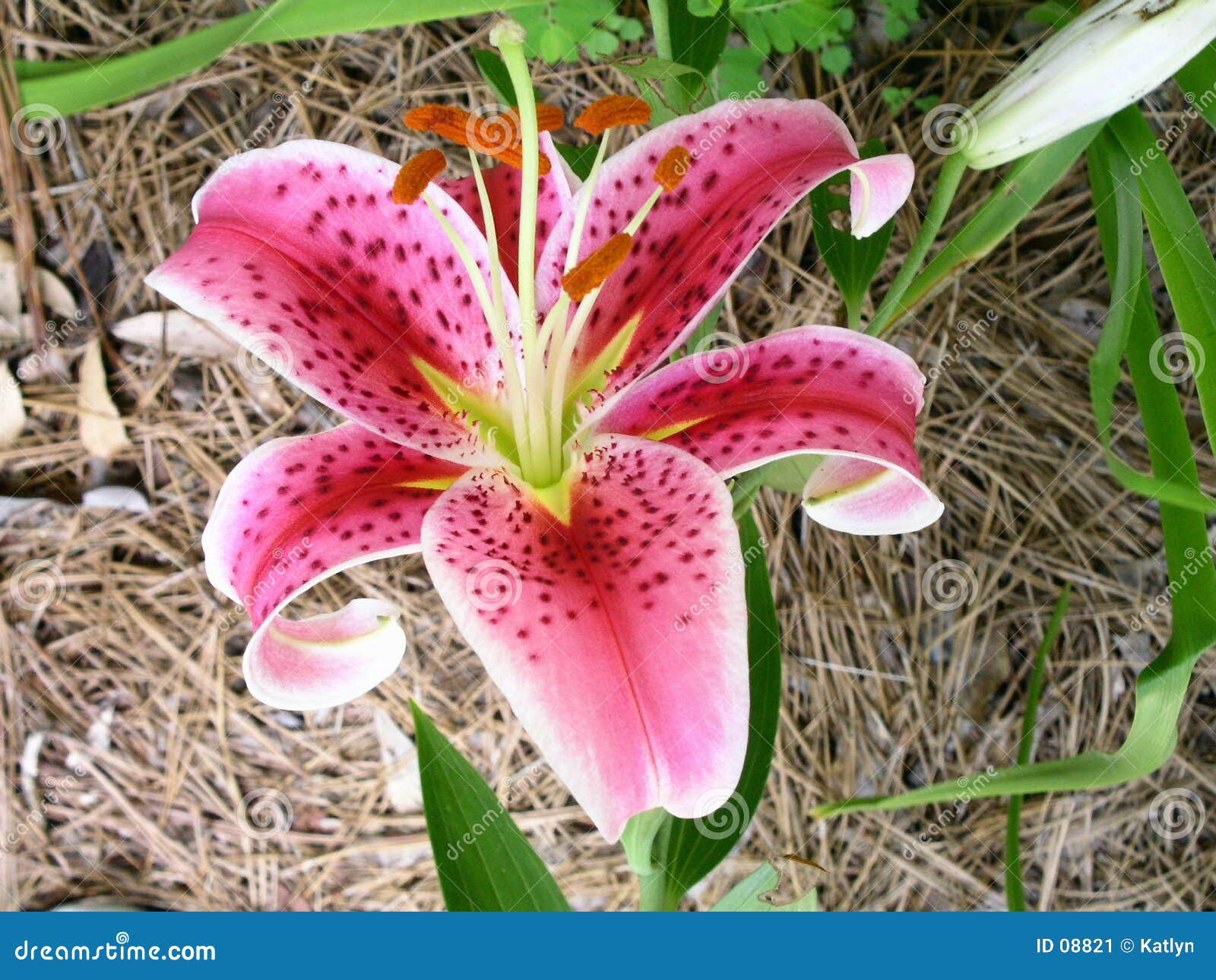 Lily Pink Stock Image - Image: 8821