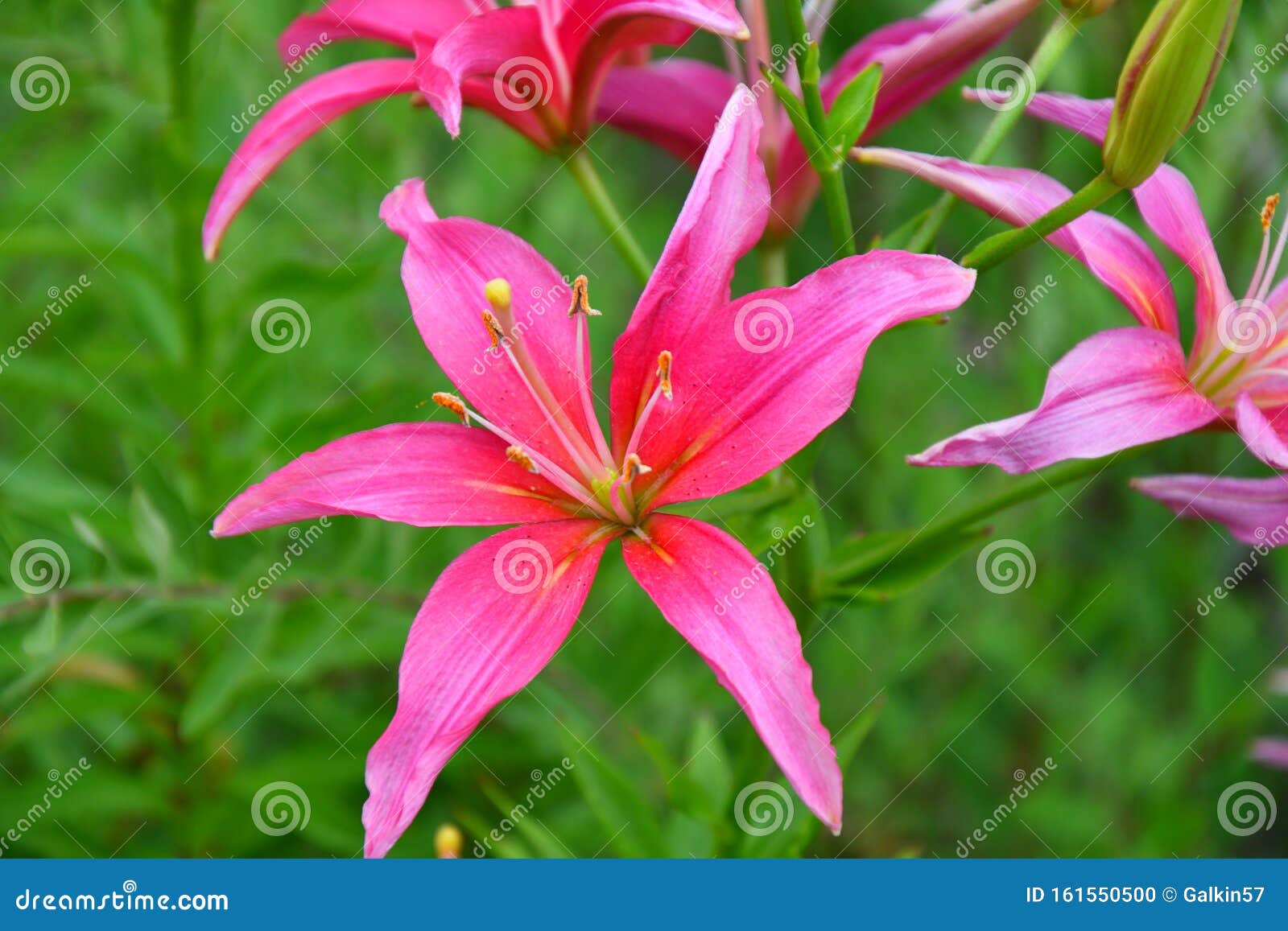 Lily pink color stock photo. Image of color, plant, gardening - 161550500