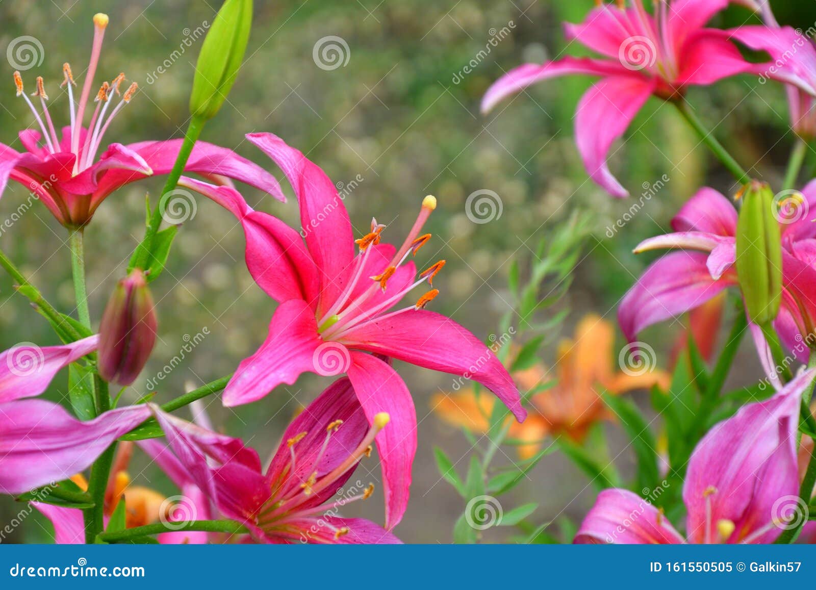 Lily pink color stock image. Image of blooming, beauty - 161550505