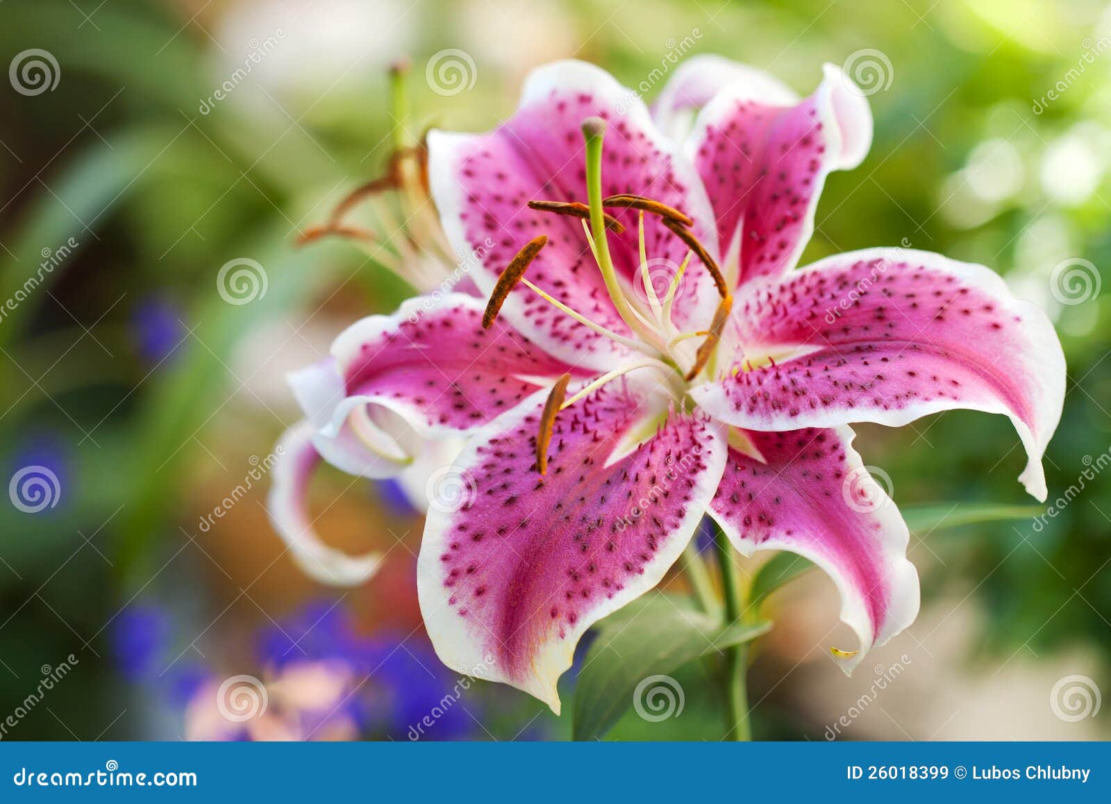 Lily pink flower stock image. Image of natural, purple - 26018399