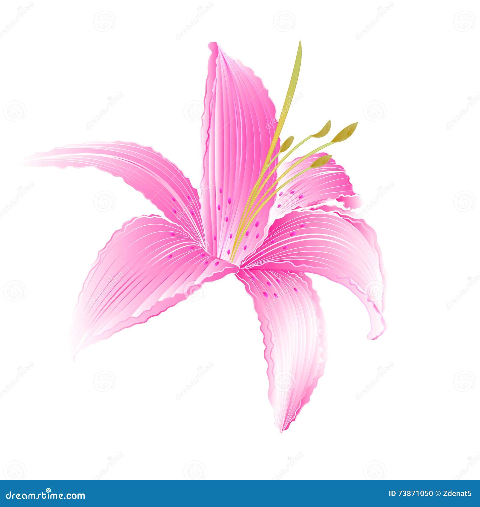 Lily pink flower vector stock vector. Illustration of isolated - 73871050