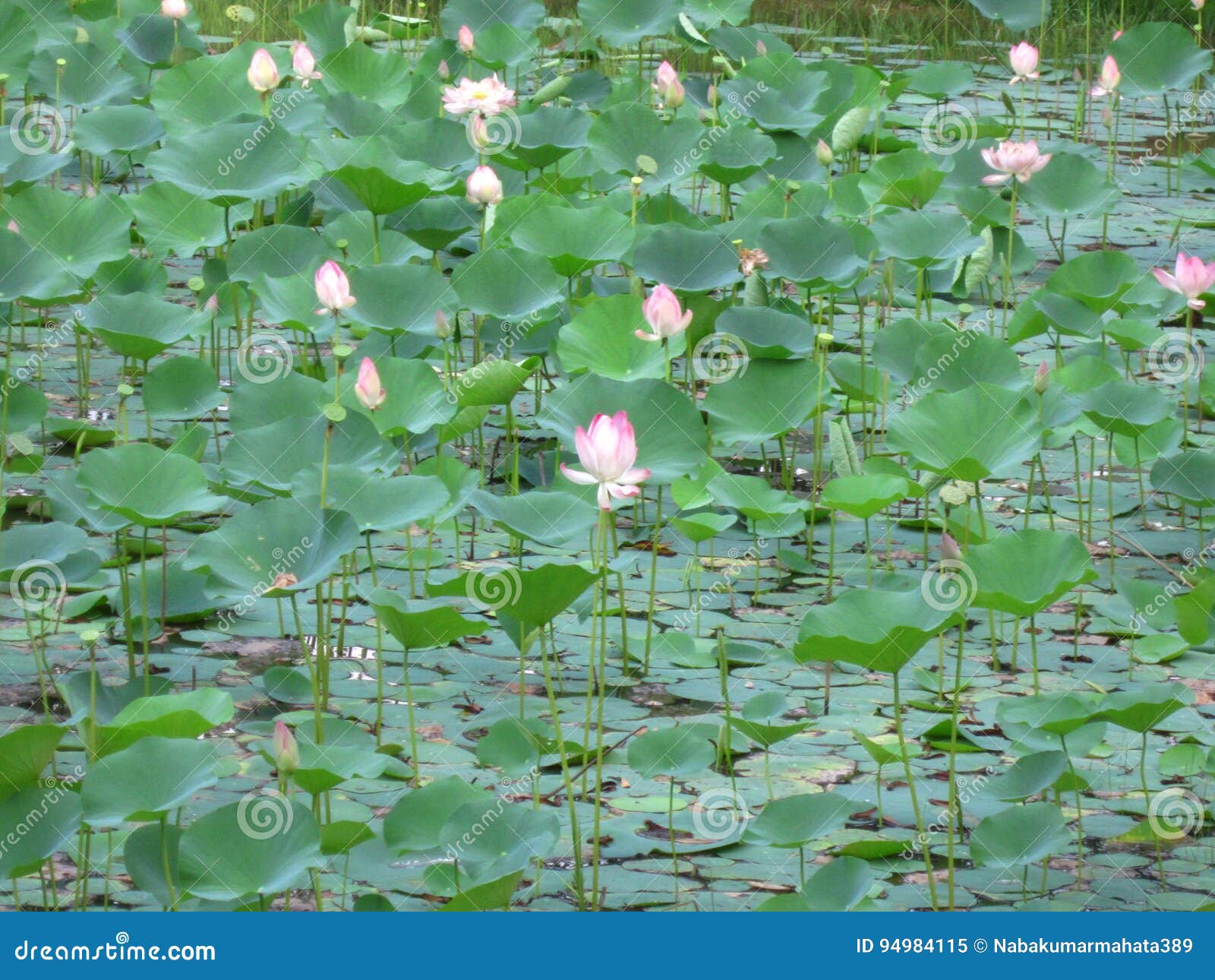 Lily plants stock image. Image of scenery, summer, green - 94984115