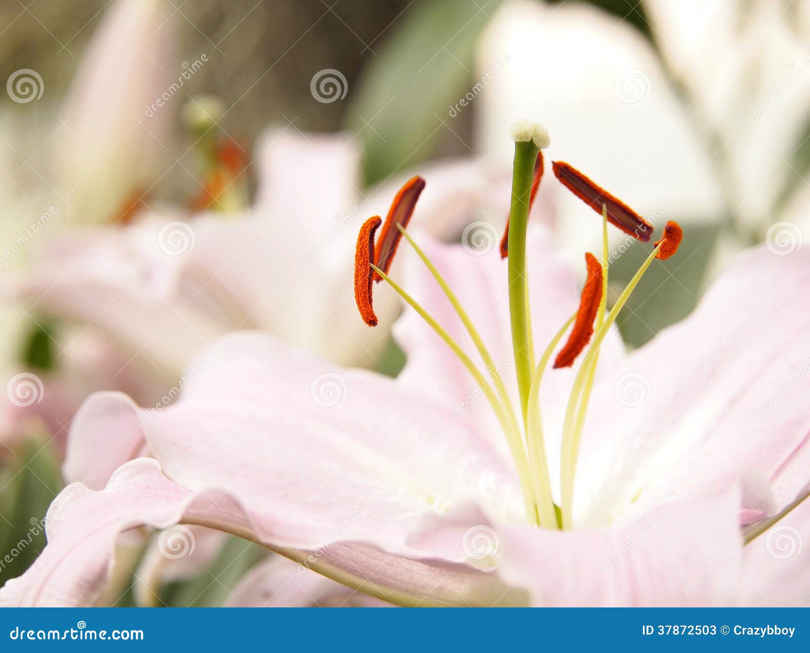 Lily with pollen stock image. Image of delicate, closeup - 37872503