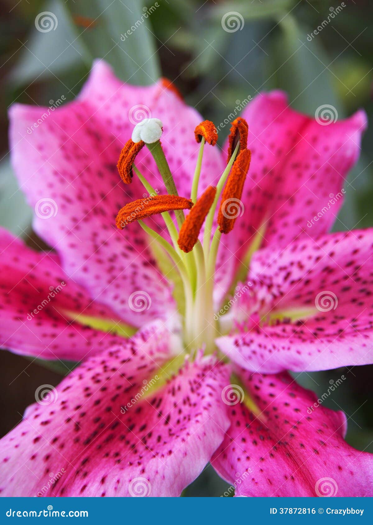 Lily with pollen stock photo. Image of flowering, detail - 37872816