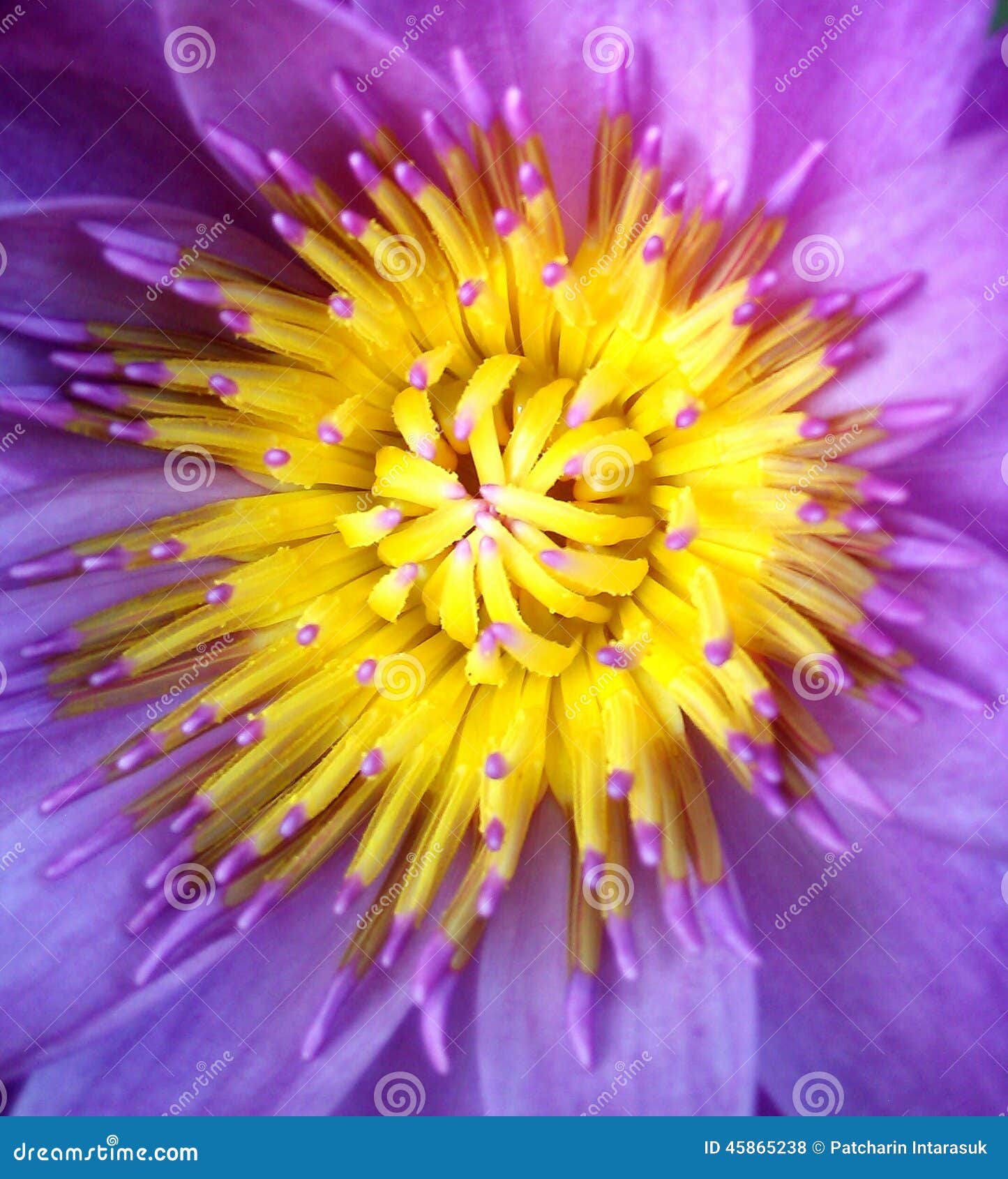 Lily pollen stock photo. Image of purple, flora, pollen - 45865238