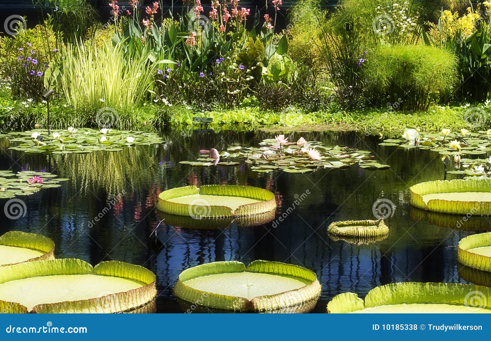 Lily Pond Stock Photography | CartoonDealer.com #24048974