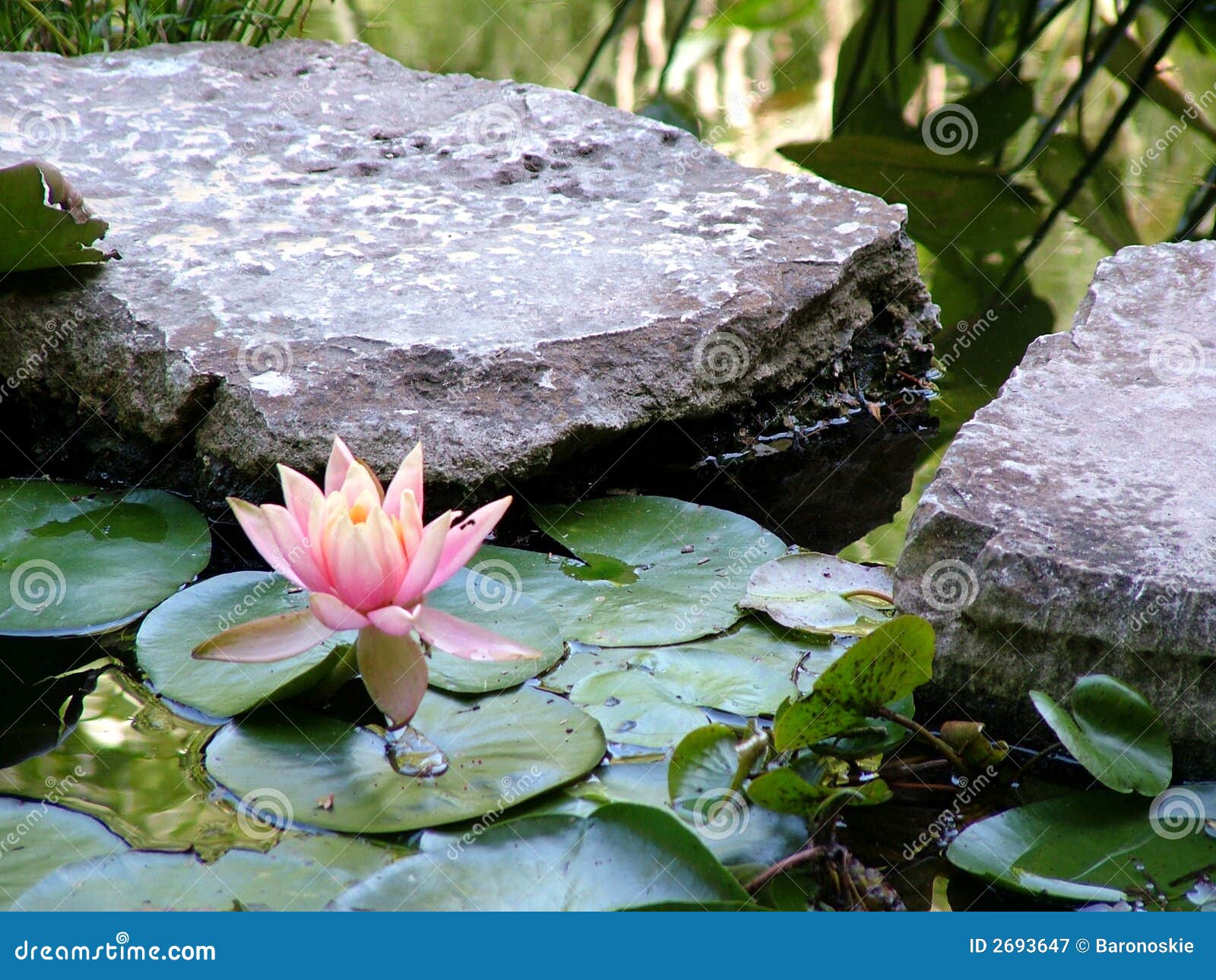 The Lily Pond stock image. Image of peaceful, water, garden - 2693647
