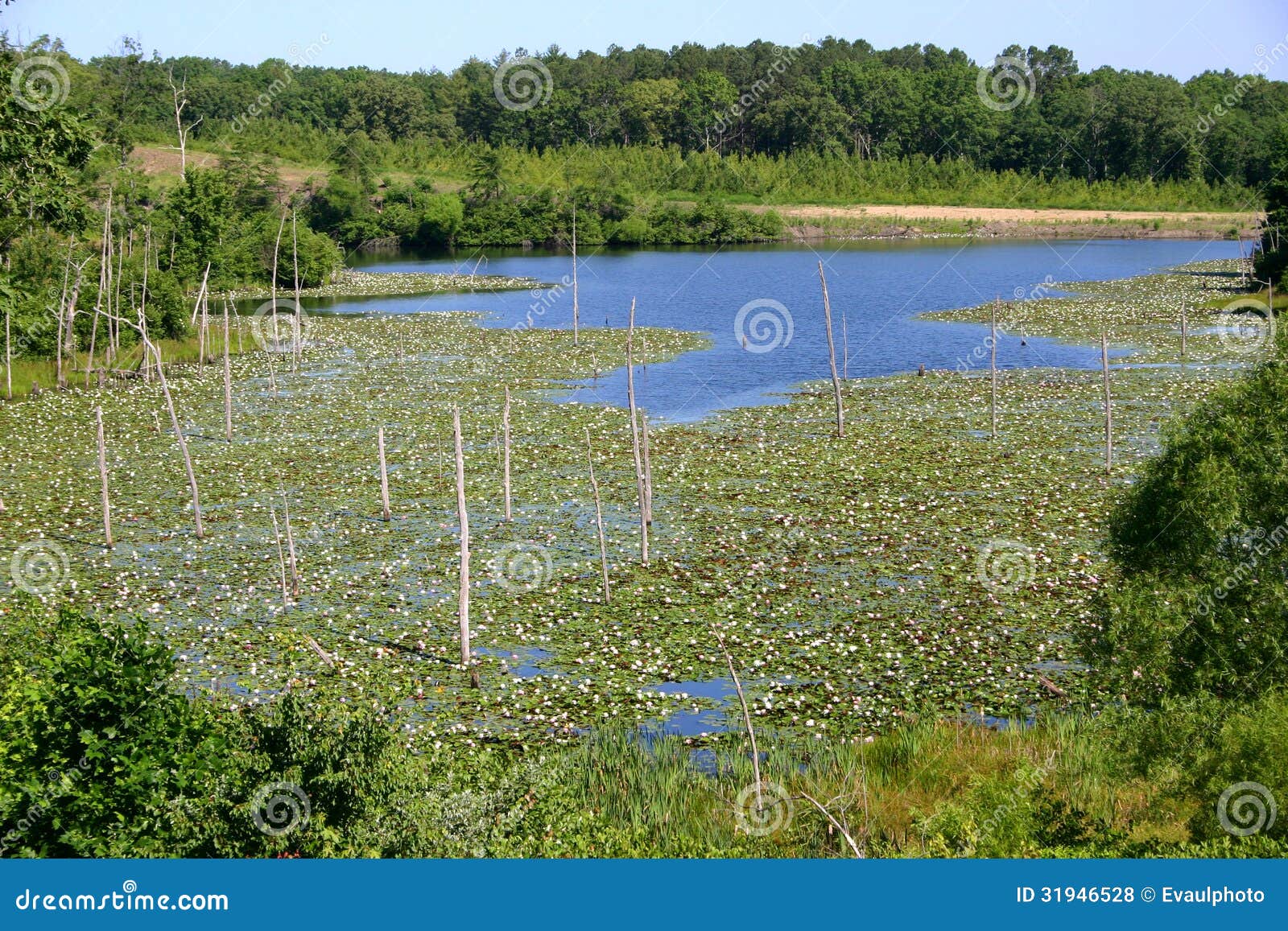 Lily Pond stock photo. Image of blossom, flower, swamp - 31946528
