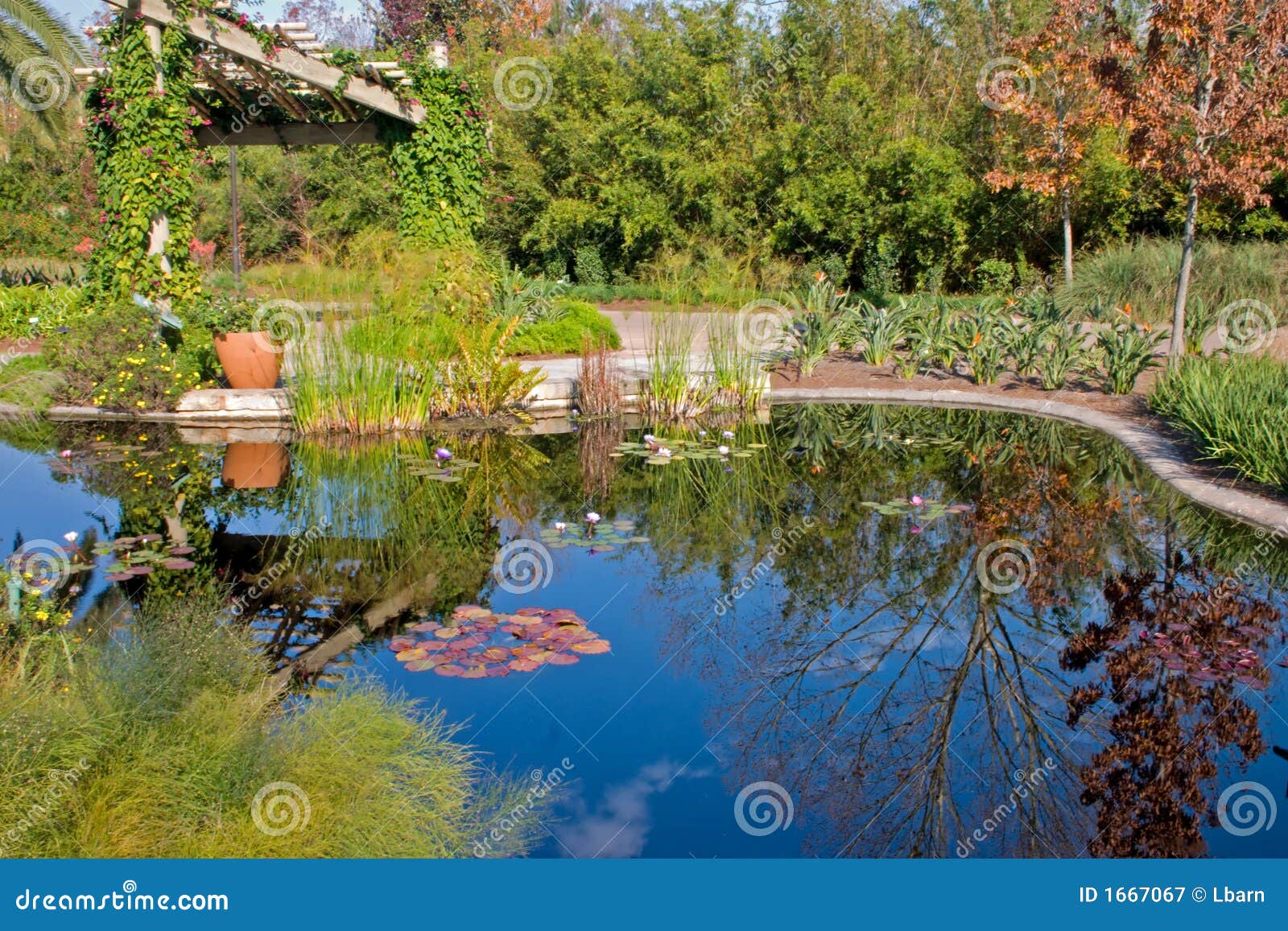 Lily pond reflections stock image. Image of reflections - 1667067