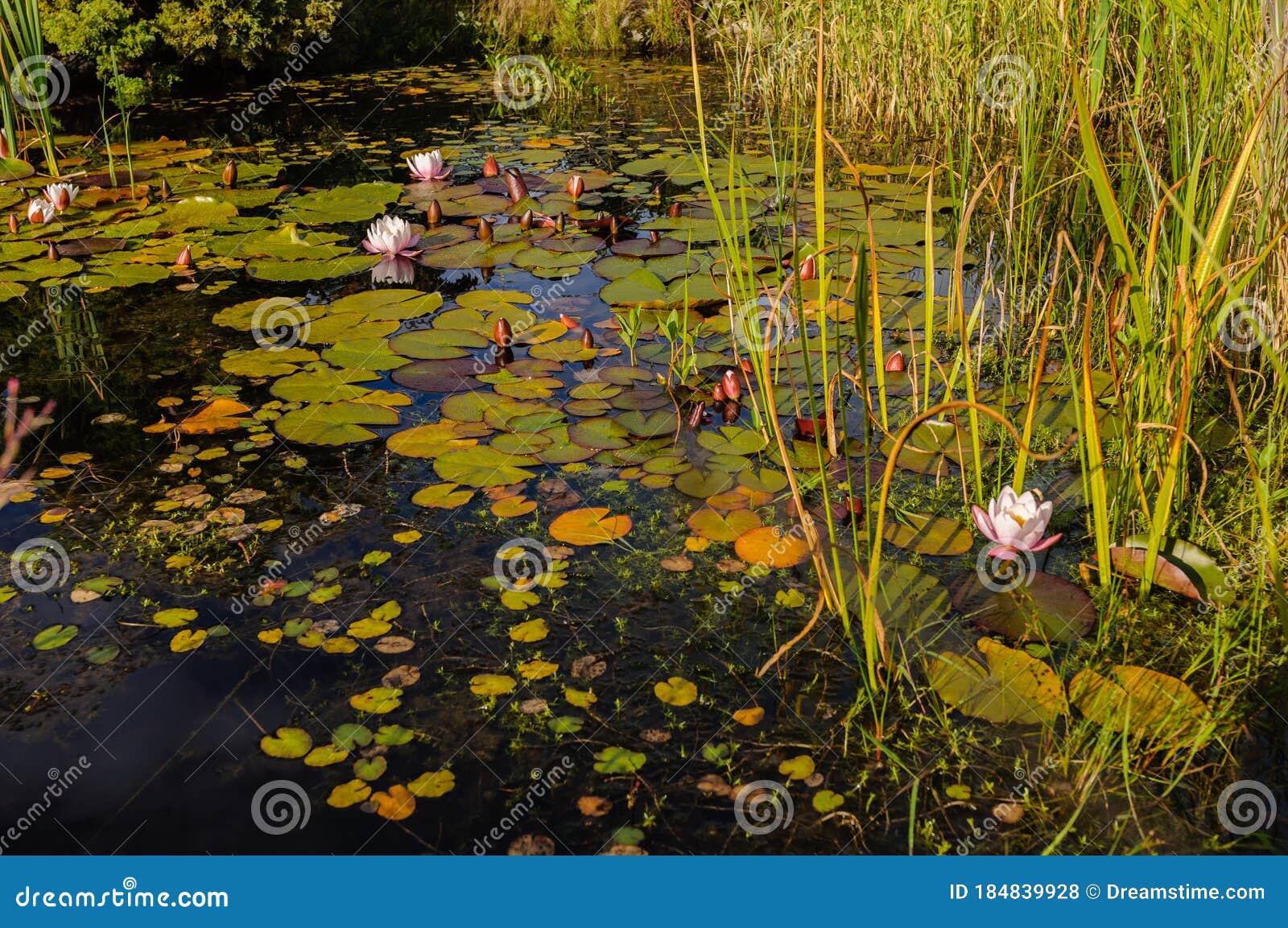 Lily pond in summer stock photo. Image of environment - 184839928