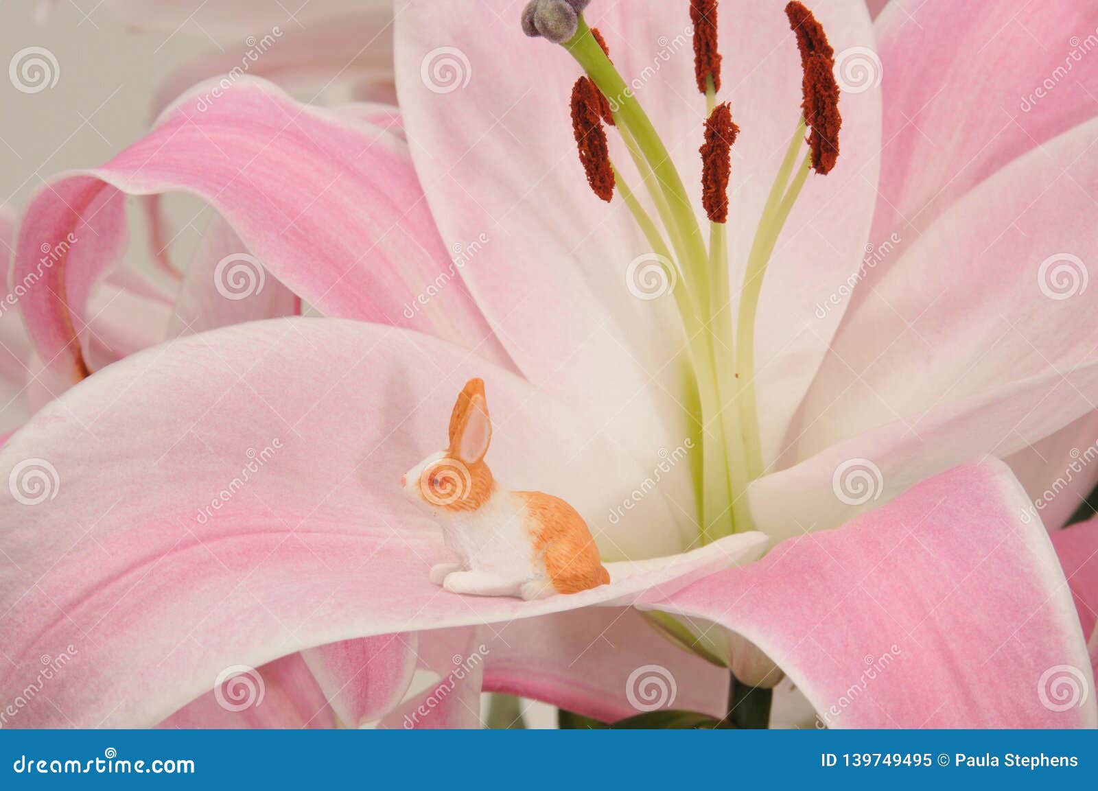 Lily and Rabbit stock image. Image of petal, lily, garden - 139749495